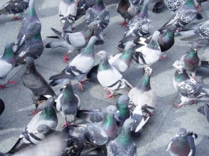 Doença do pombo: principais doenças que os pombos transmitem | Sampex
