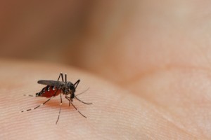 Por que a picada de pernilongo coça? | Sampex Dedetizadora